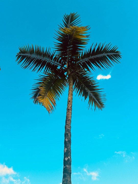 Palm Tree - Free photo on Pixabay - Pixabay