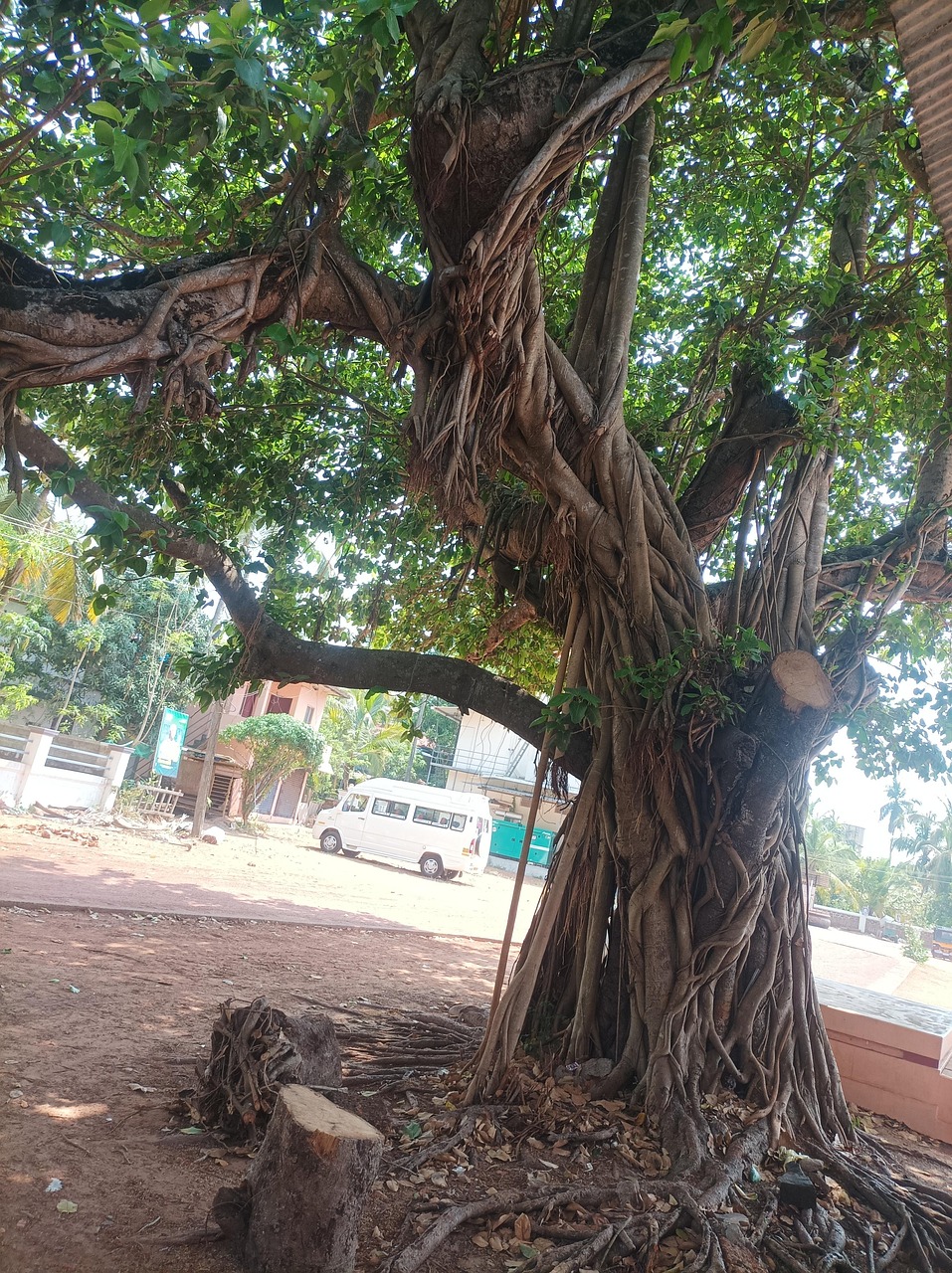 Tree Nature Banyan - Free photo on Pixabay