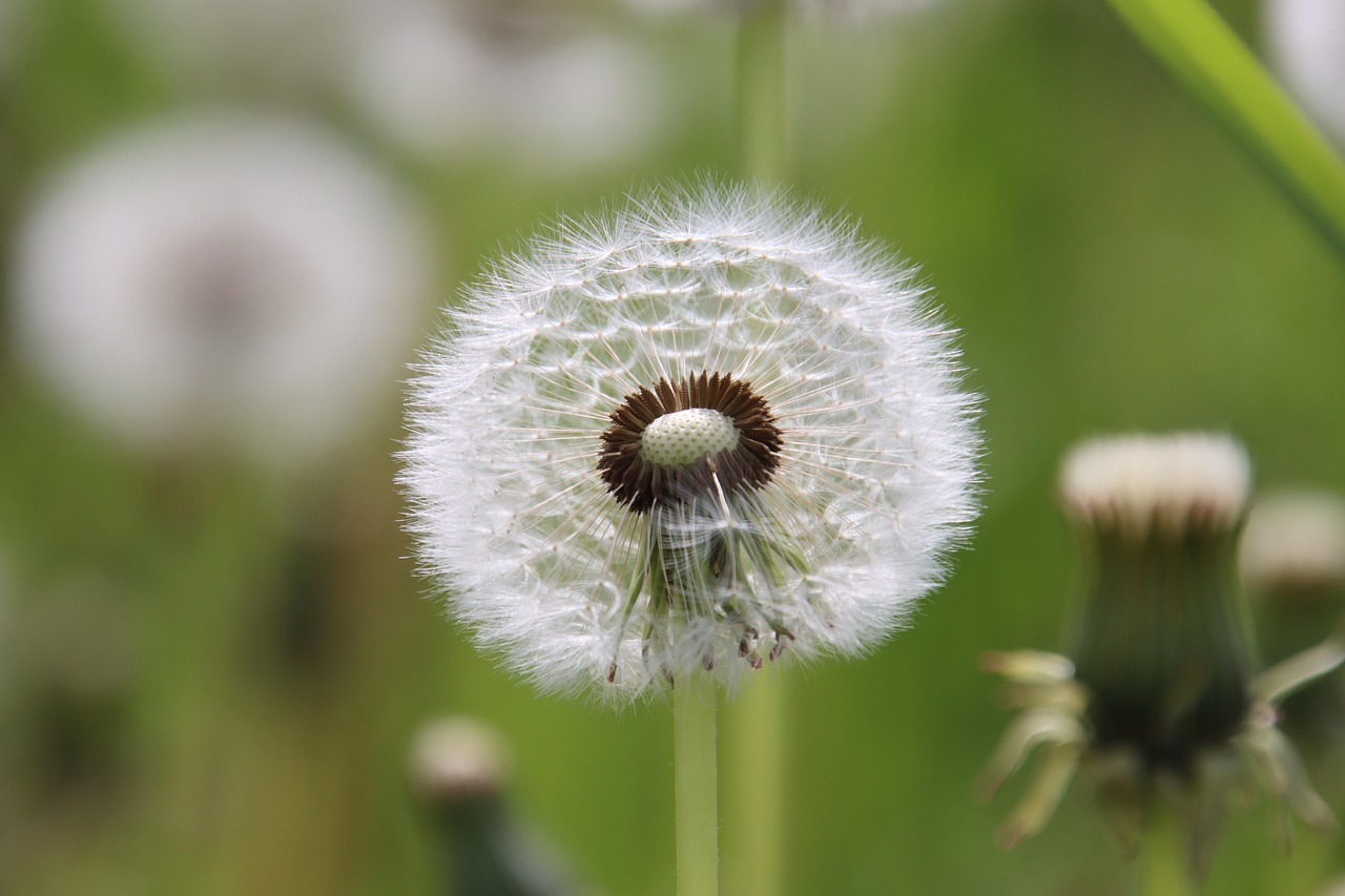 Dandelion Nature Seeds - Free photo on Pixabay - Pixabay