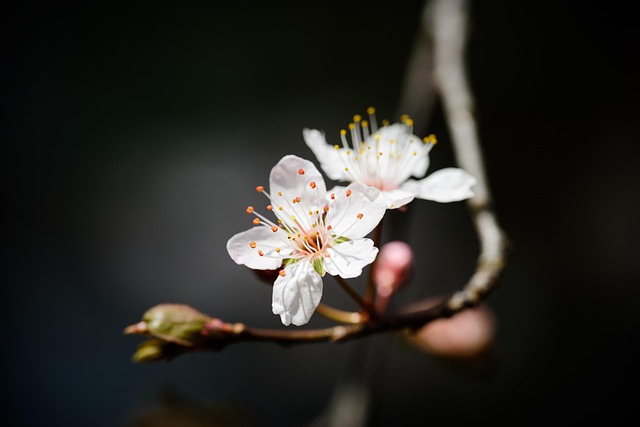 Más de 400 000 imágenes gratis de Flores De 5 Petalos y Flores - Pixabay