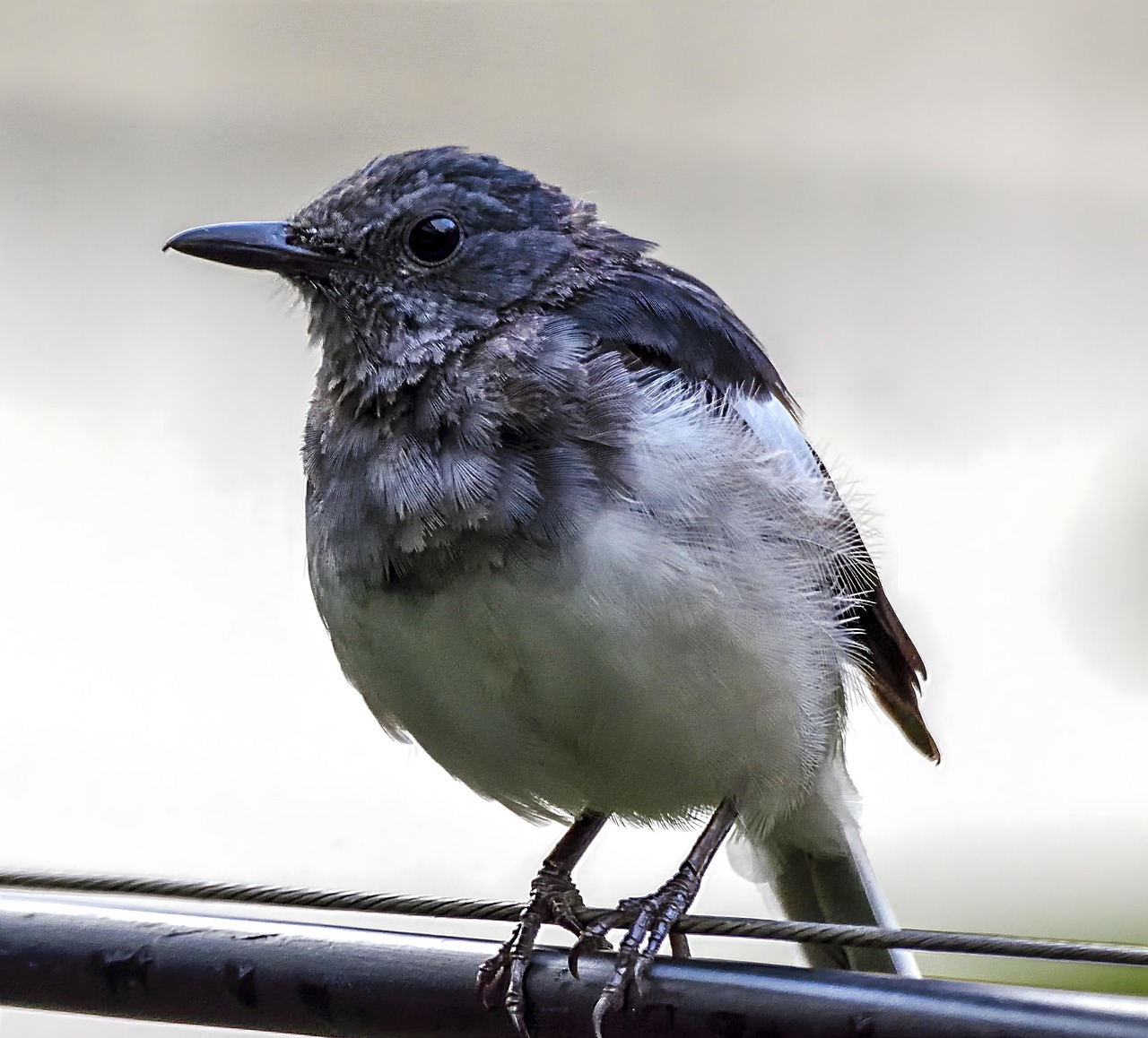 Flycatcher Pied Eropa Burung - Foto gratis di Pixabay