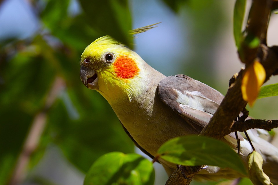 Cockatiel Parrot Bird - Free photo on Pixabay