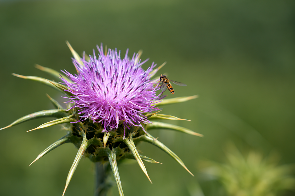 Fleur Chardon Insecte - Image gratuite sur Pixabay - Pixabay