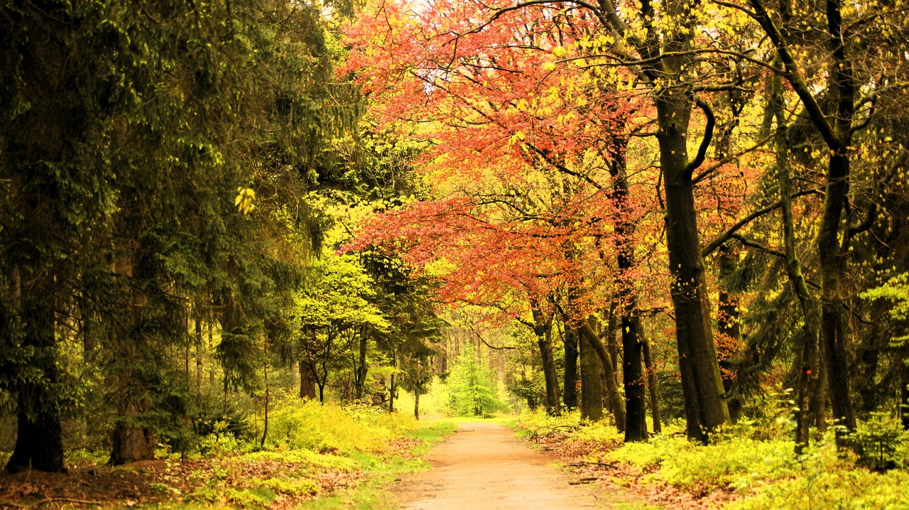Floresta Natureza Primavera Verde - Foto gratuita no Pixabay - Pixabay
