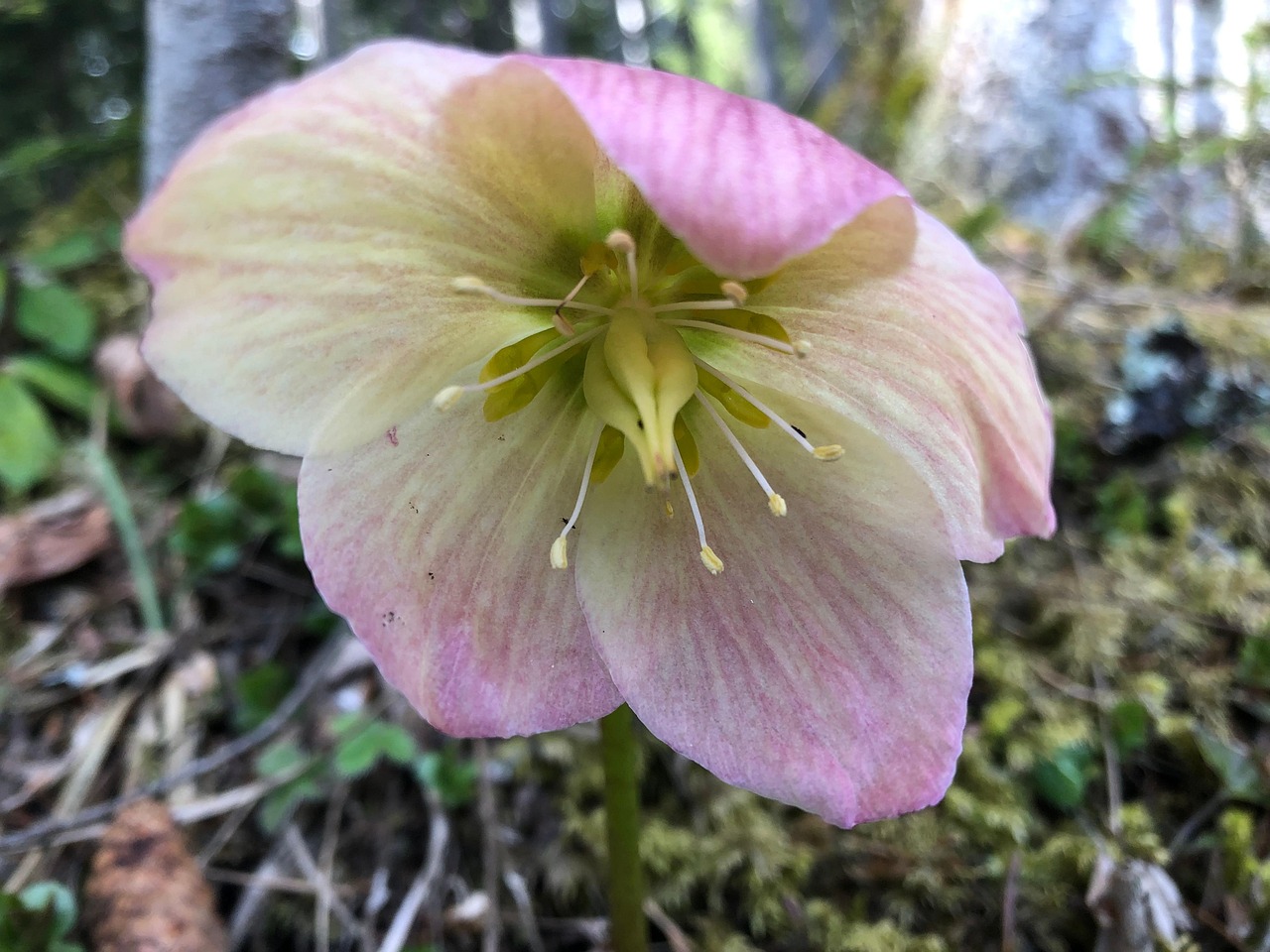 Anemone Blanda Nature Forest - Free photo on Pixabay