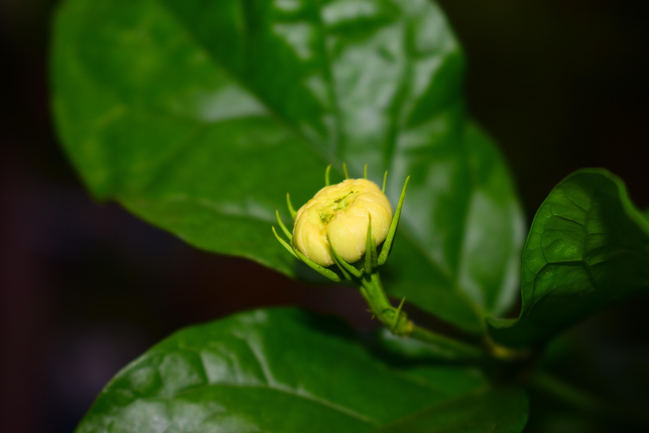 Bunga Mekar Kepompong - Foto gratis di Pixabay - Pixabay