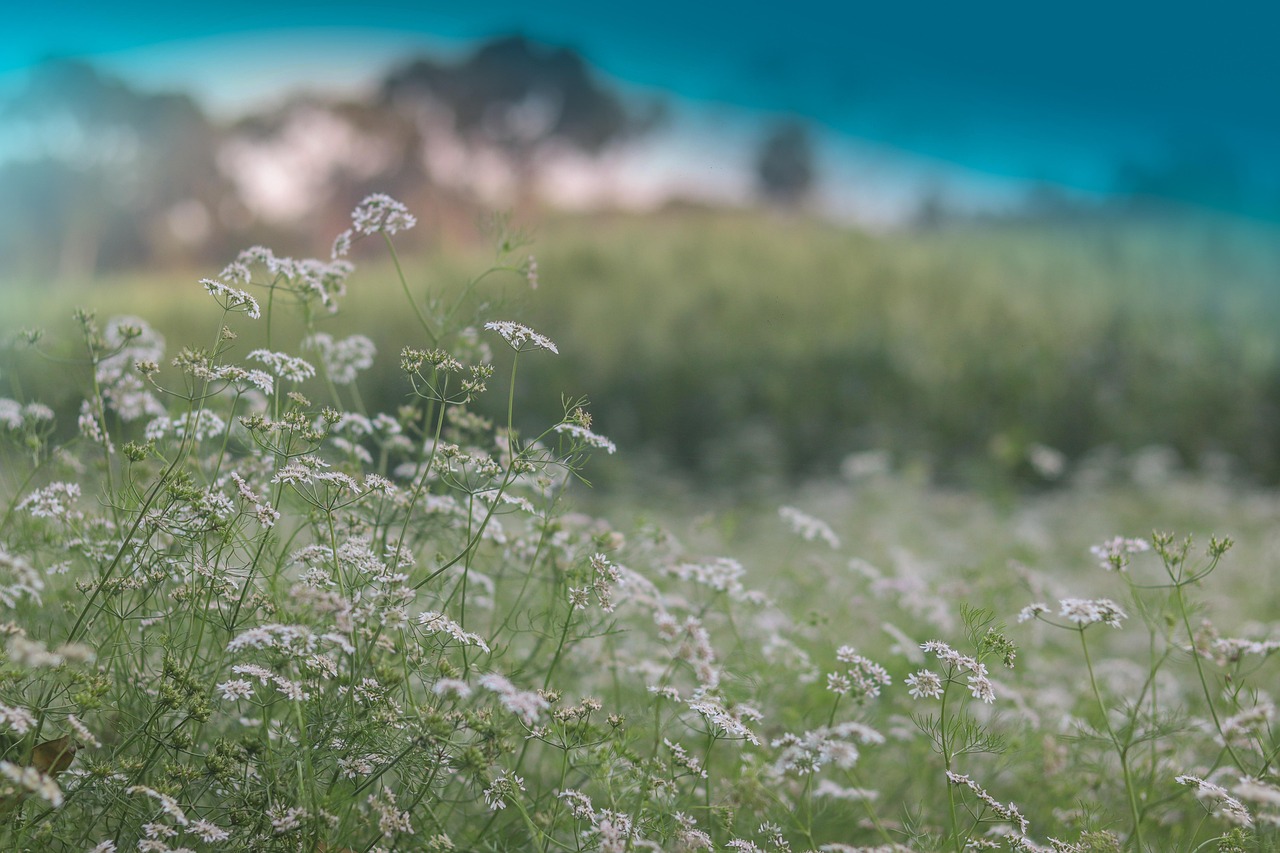 Flor De Cilantro Difuminar - Foto gratis en Pixabay - Pixabay