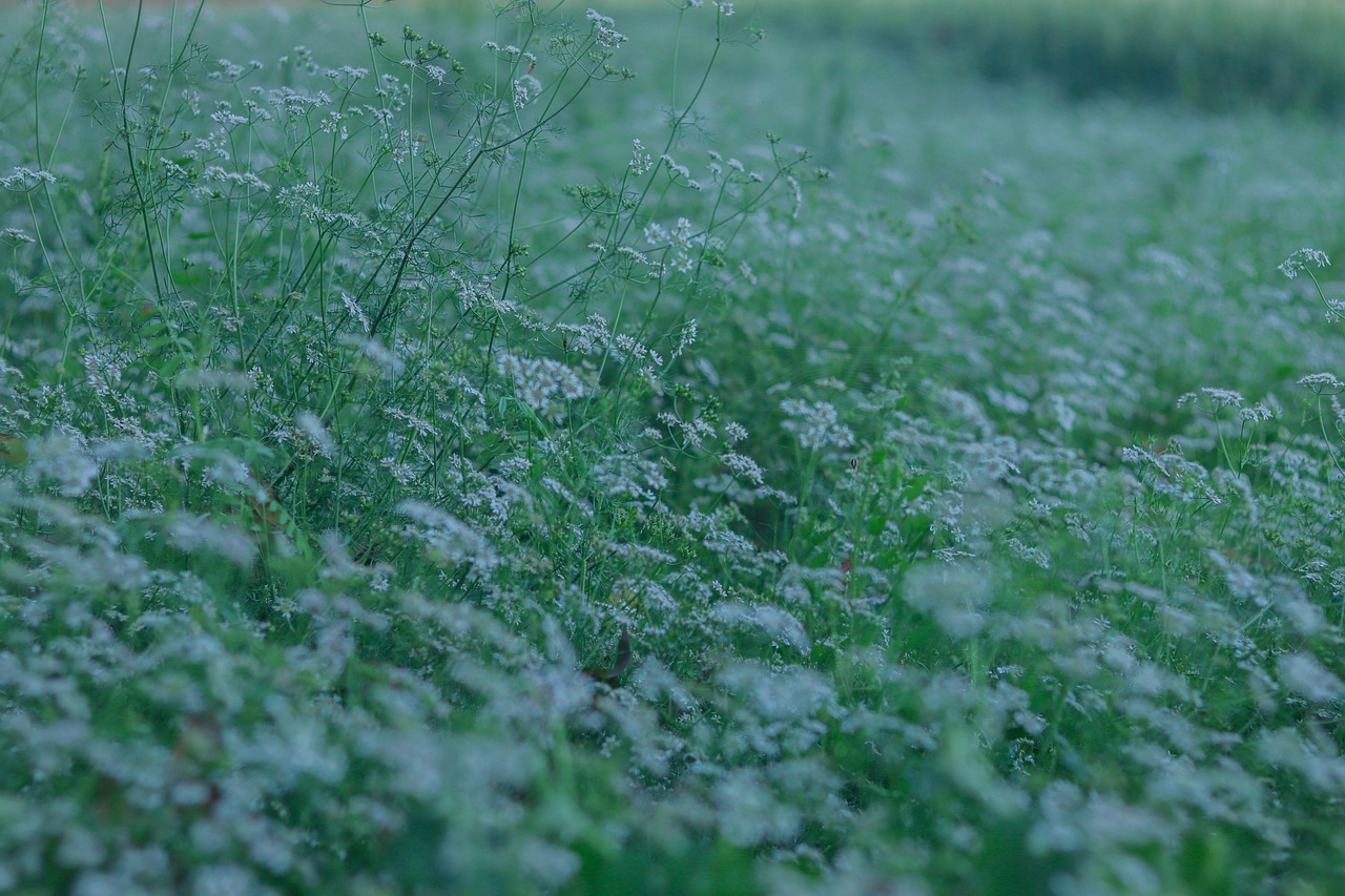 Flor De Cilantro Difuminar - Foto gratis en Pixabay - Pixabay
