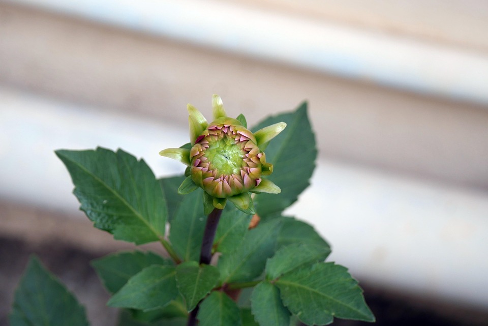 Dahlia Bunga Alam - Foto gratis di Pixabay - Pixabay