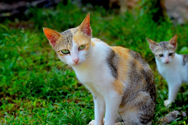 Gato Gatinho Animal Bicho De - Imagens grátis no Pixabay