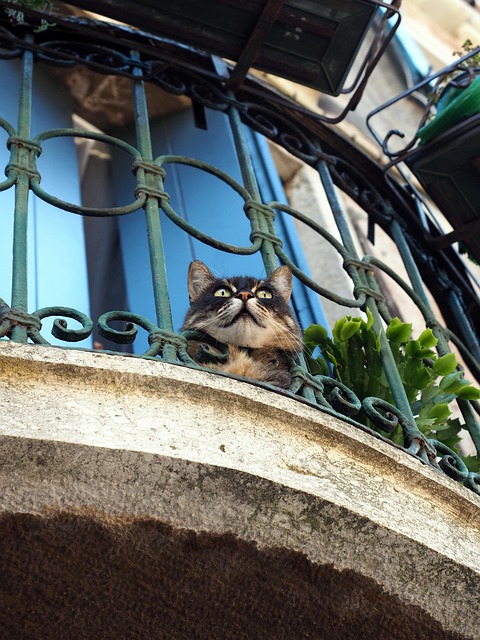 Cat Balcony Frontal Shot - Free photo on Pixabay - Pixabay