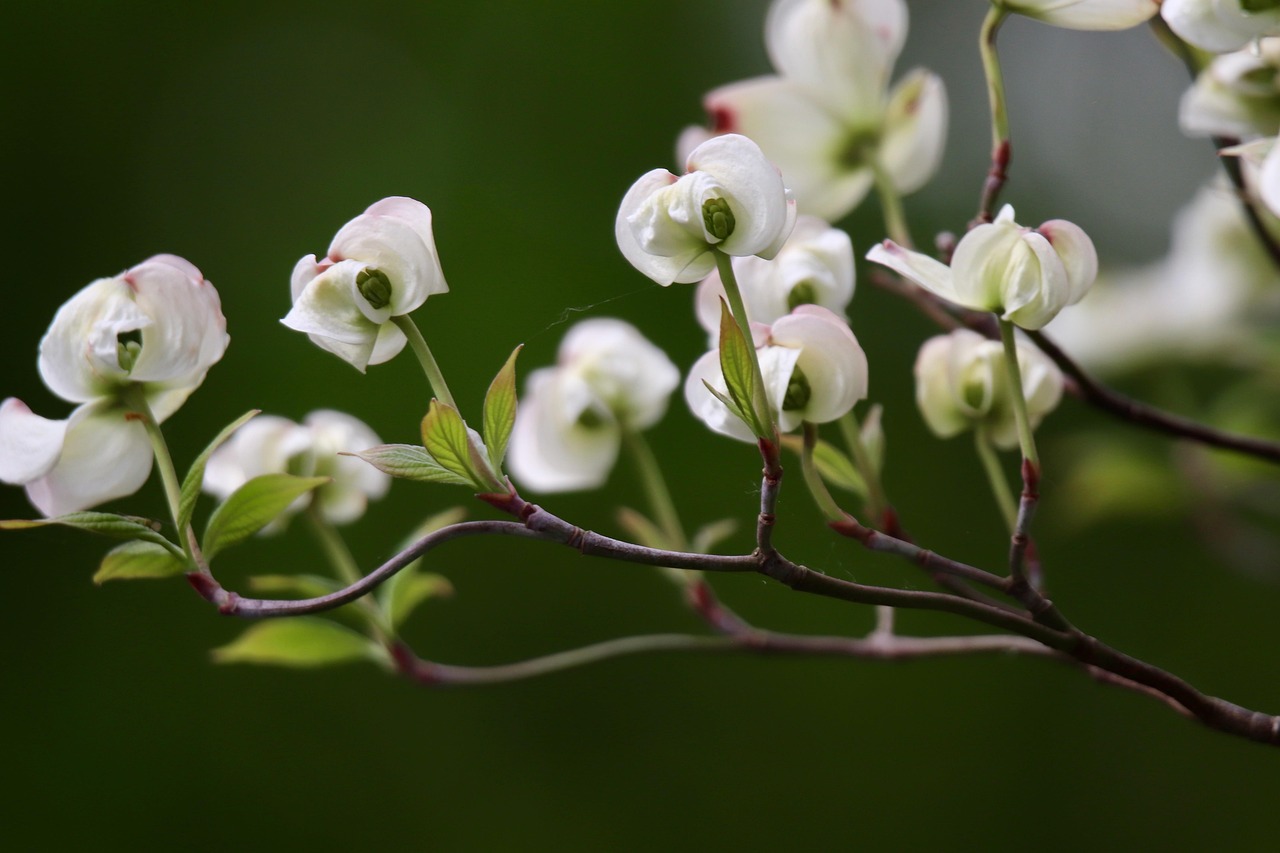 200,000+ Free Dogwood Trees & Dogwood Images - Pixabay