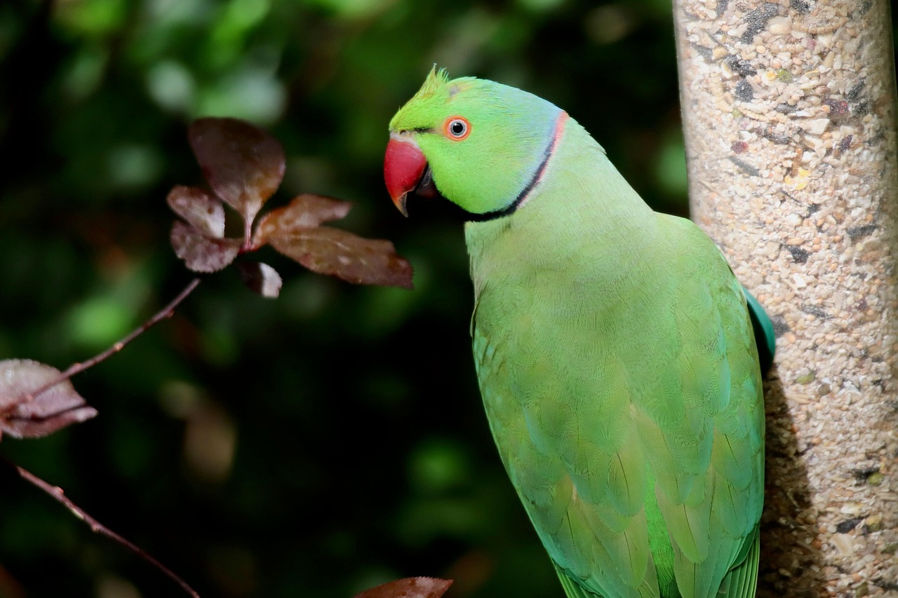 1,000+ Free Parakeet & Nature Images - Pixabay