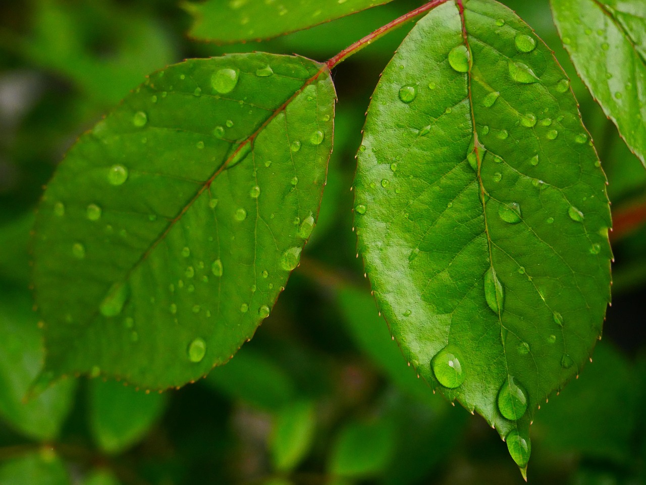Daun-Daun Alam Daun - Foto gratis di Pixabay - Pixabay