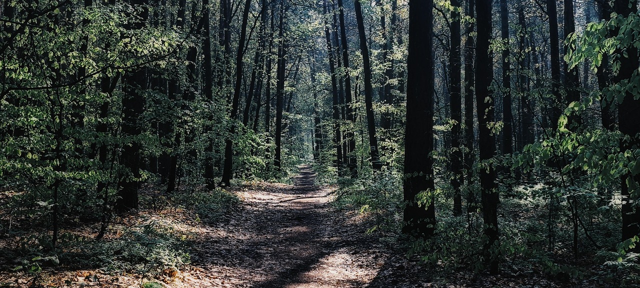 Natureza Panorama Floresta - Foto gratuita no Pixabay