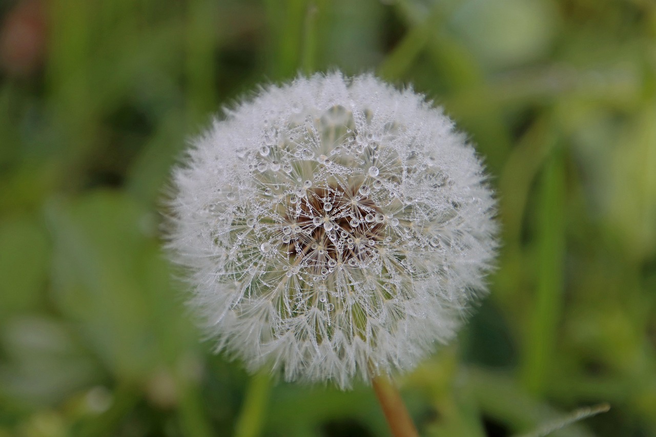 Dandelion Nature Wish - Free photo on Pixabay - Pixabay