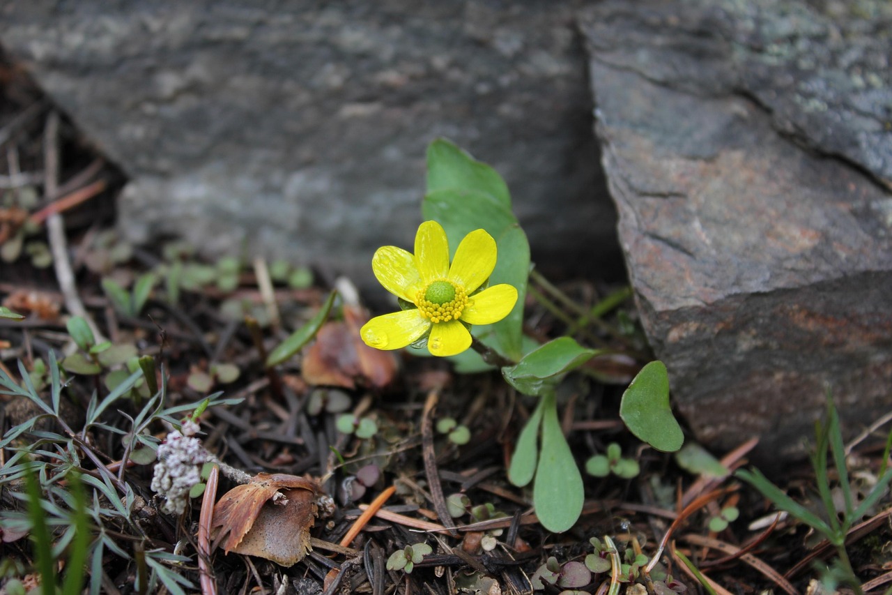Buttercup Nature Spring - Free photo on Pixabay
