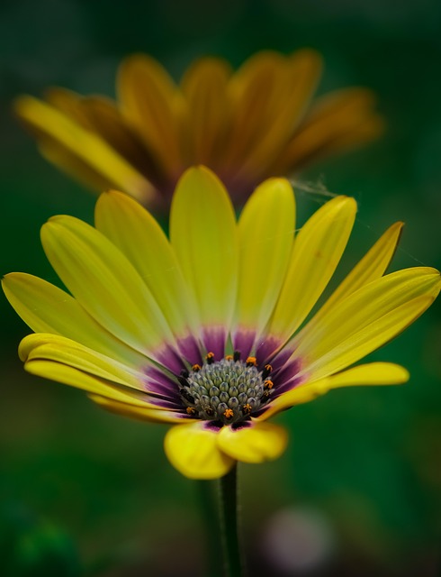 Fiore Natura Primavera - Foto gratis su Pixabay - Pixabay