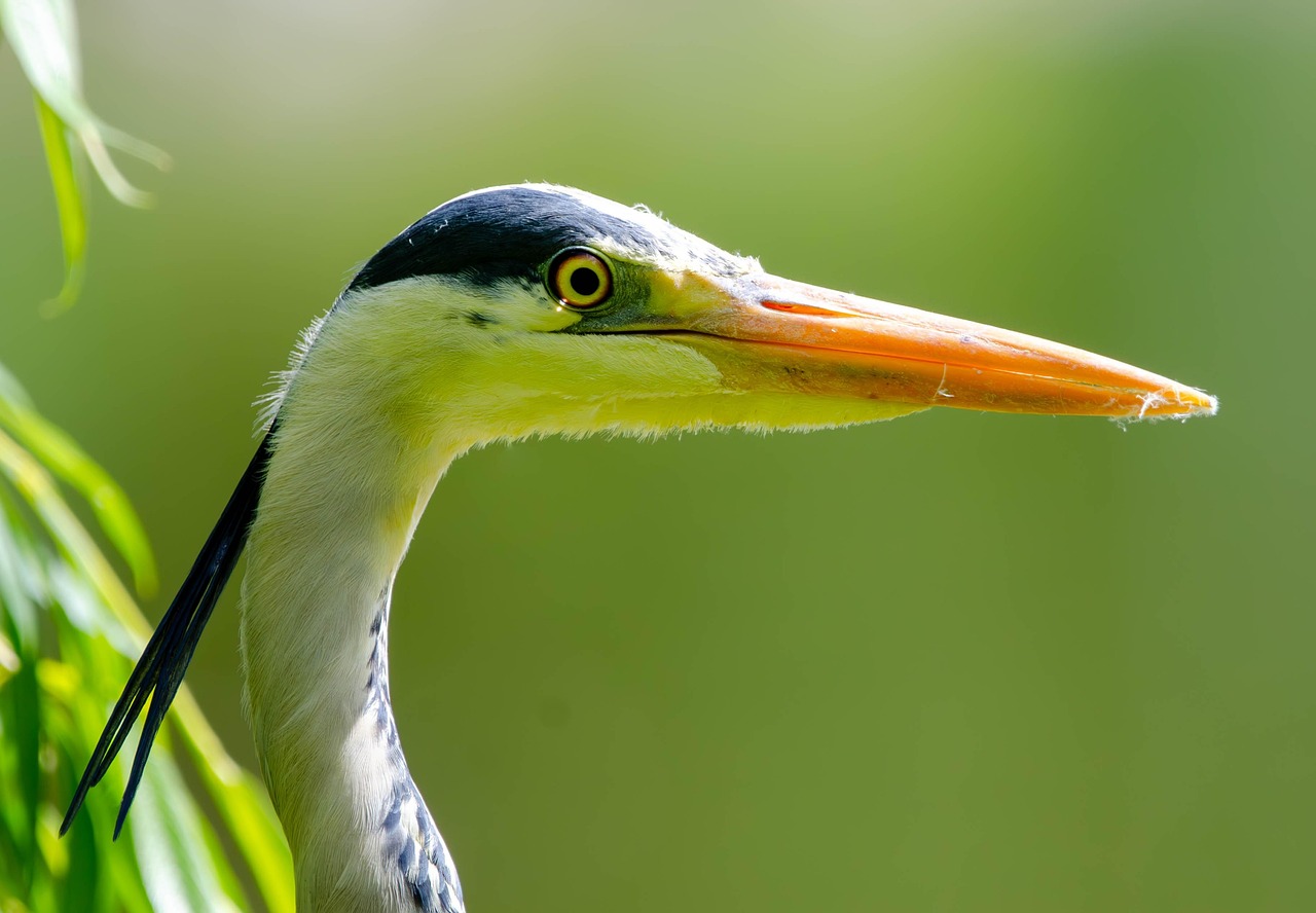 Reiger Vogel Dieren In Het Wild - Gratis foto op Pixabay - Pixabay