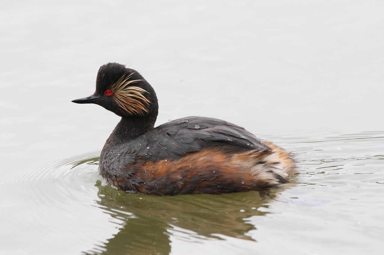 Burung Grebe Berleher Hitam Kolam - Foto gratis di Pixabay - Pixabay