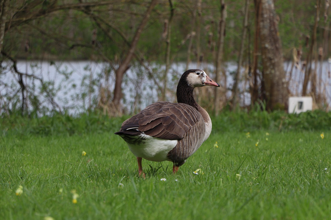 Goose Bird Wildlife - Free photo on Pixabay - Pixabay