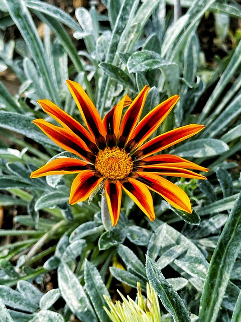 Treasure Flower Gazania Asteraceae - Free photo on Pixabay - Pixabay