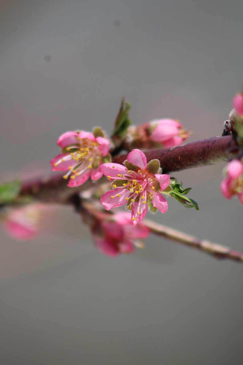 Flower Peach Tree - Free photo on Pixabay - Pixabay