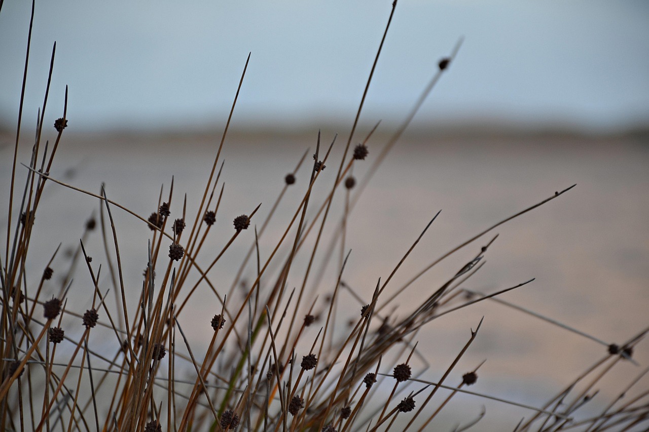 Beach Coast Nature - Free photo on Pixabay - Pixabay