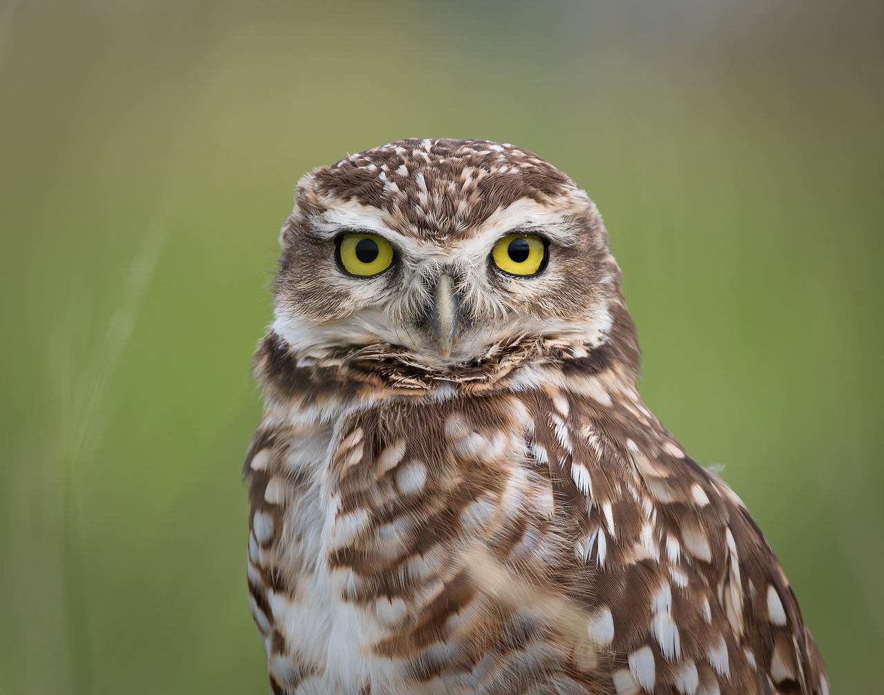 100,000+ Free Pták Pták & Bird Images - Pixabay