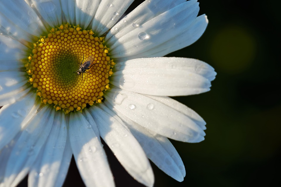 Flower Marguerite Petals - Free photo on Pixabay