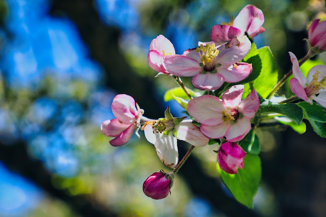 Fleur De Pommier Fleurir - Photo gratuite sur Pixabay - Pixabay