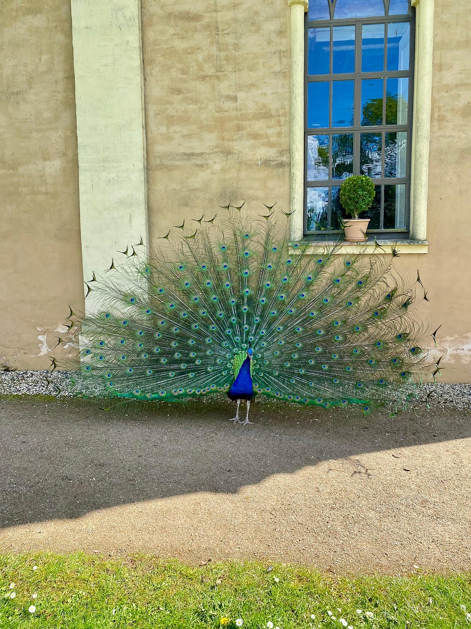 Bird Peacock Plumage - Free photo on Pixabay - Pixabay