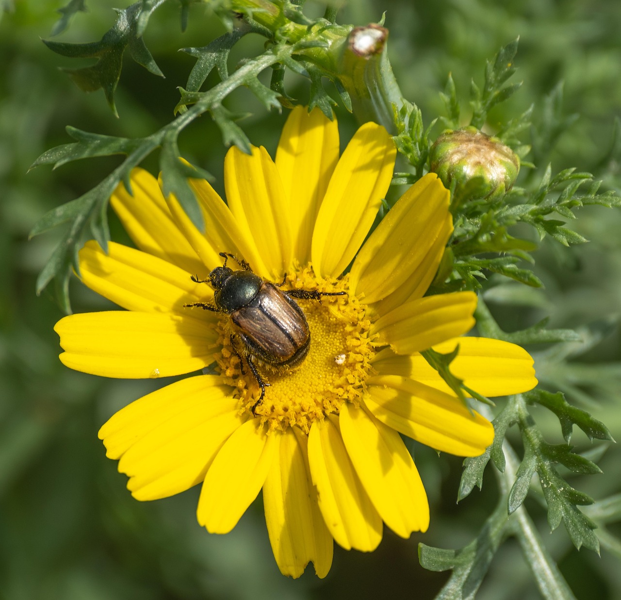 Bunga Kuning Fotografi Makro - Foto gratis di Pixabay - Pixabay