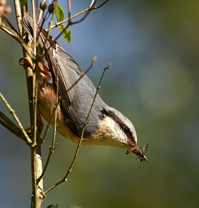Kleiber Bird Animal - Free photo on Pixabay - Pixabay