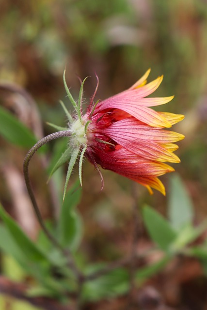 Indian Blanket Spring Flower - Free photo on Pixabay - Pixabay