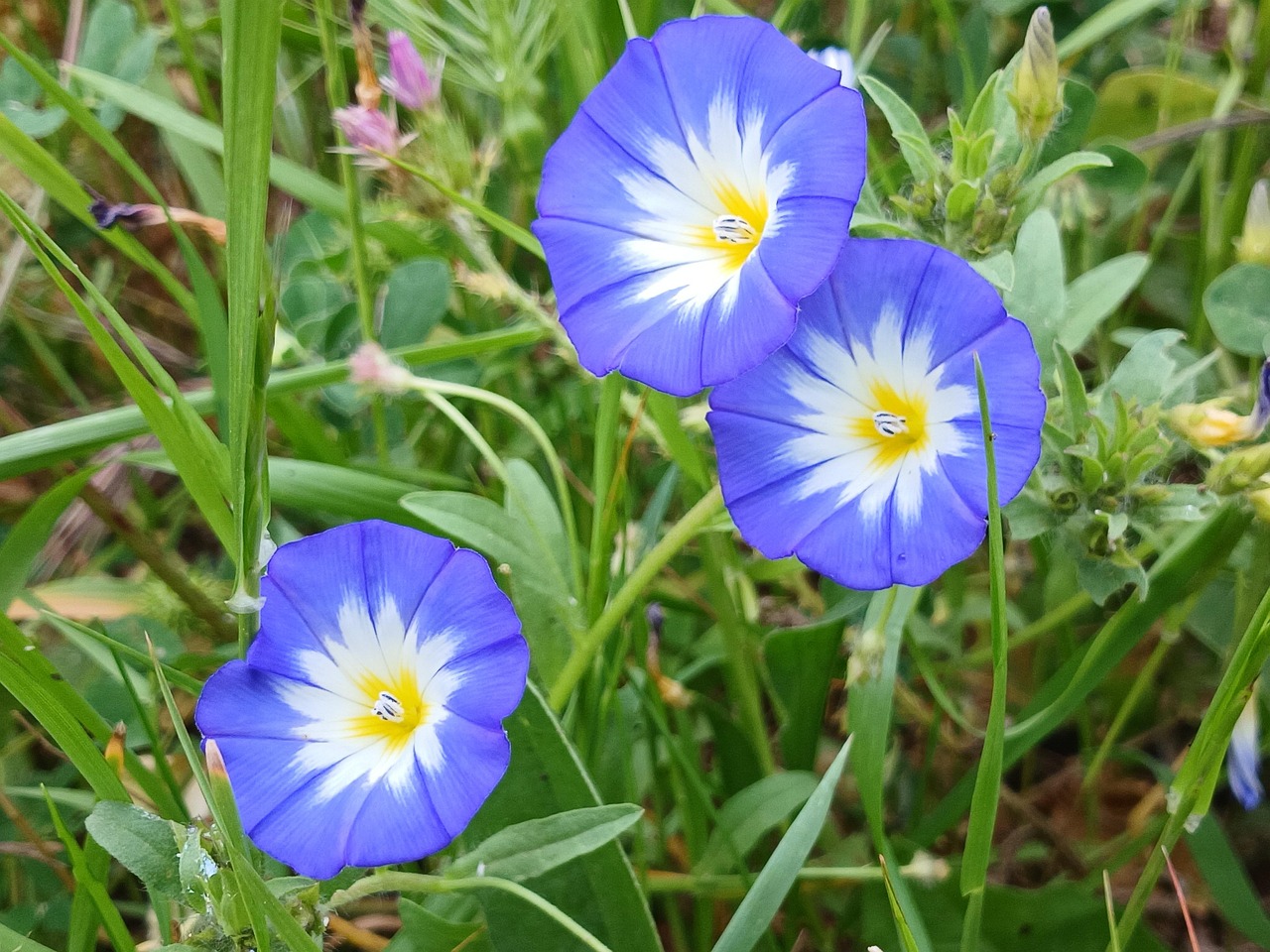 Convolvulus Tricolor Plant Flowers - Free photo on Pixabay - Pixabay