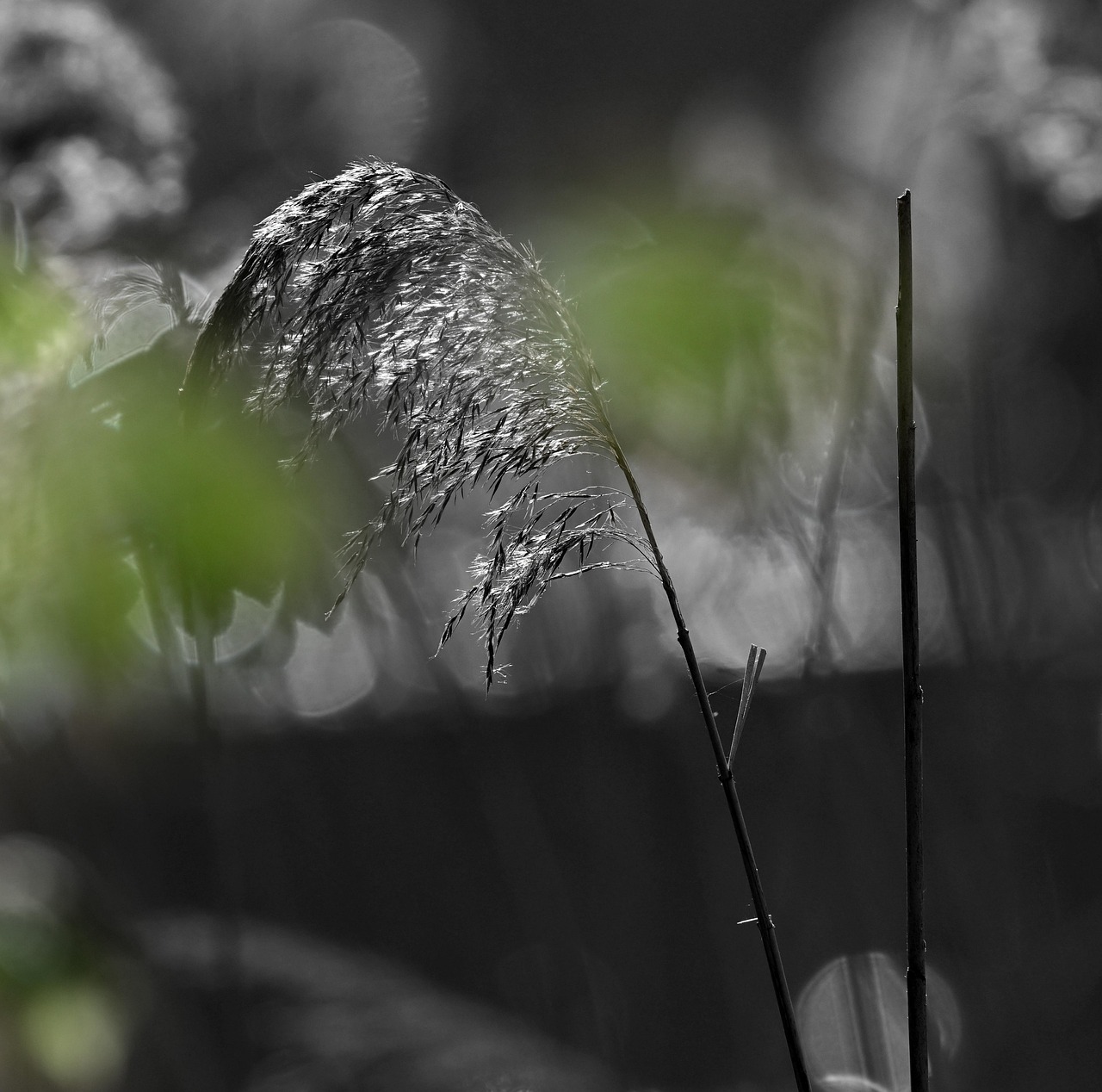 Reeds Water Nature - Free photo on Pixabay - Pixabay