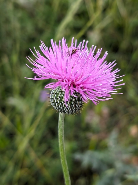 Flower Spring Thistle - Free photo on Pixabay - Pixabay