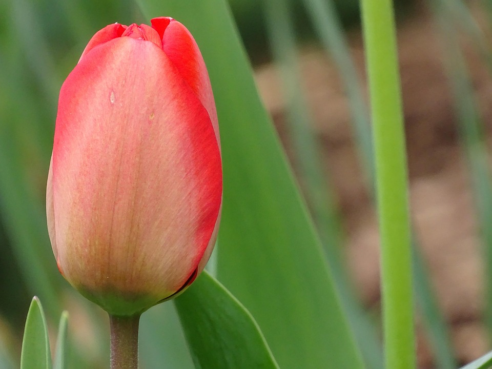 Tulpe Blume Blüte - Free photo on Pixabay