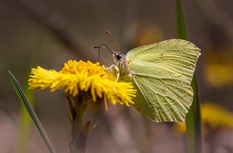 Common Brimstone Gonepteryx Rhamni - Free photo on Pixabay - Pixabay