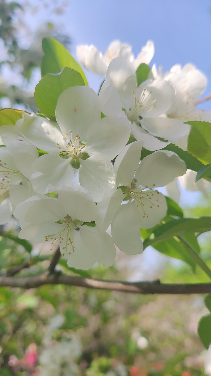 Flower Spring Plant Green - Free photo on Pixabay - Pixabay