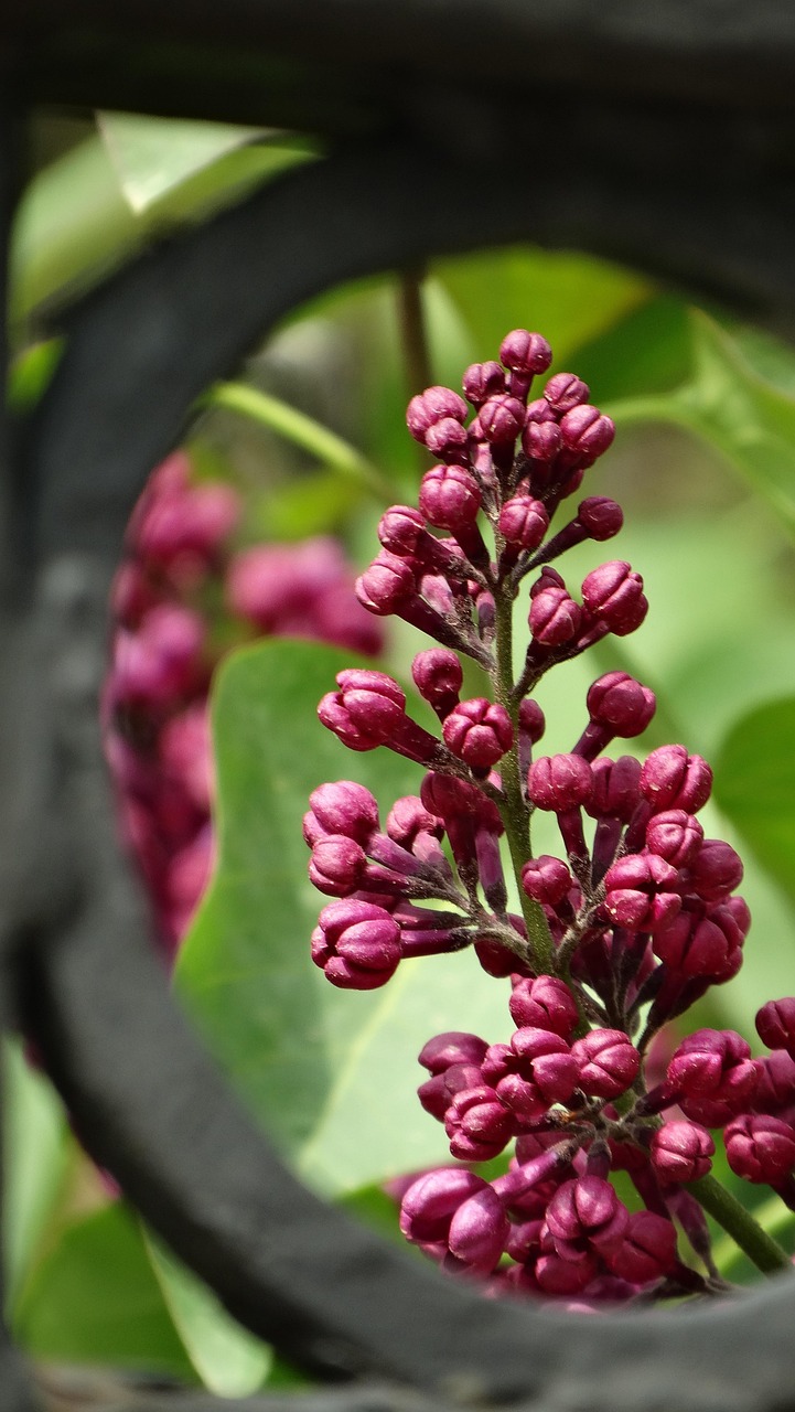 Spring Flower Flowers - Free photo on Pixabay - Pixabay