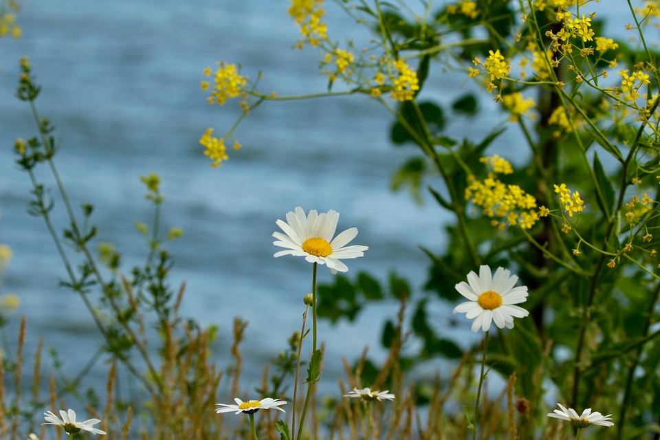 Sommar Mittsommerblomster Blommor - Kostenloses Foto auf Pixabay - Pixabay