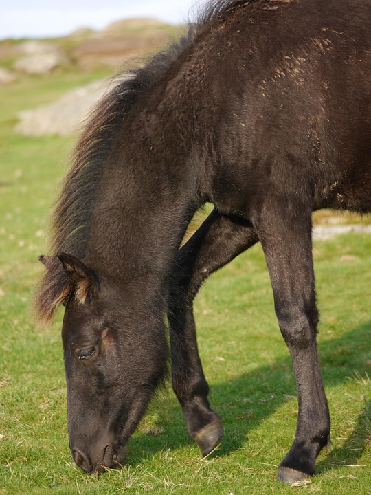 Pony Puledro Dartmoor - Foto gratis su Pixabay