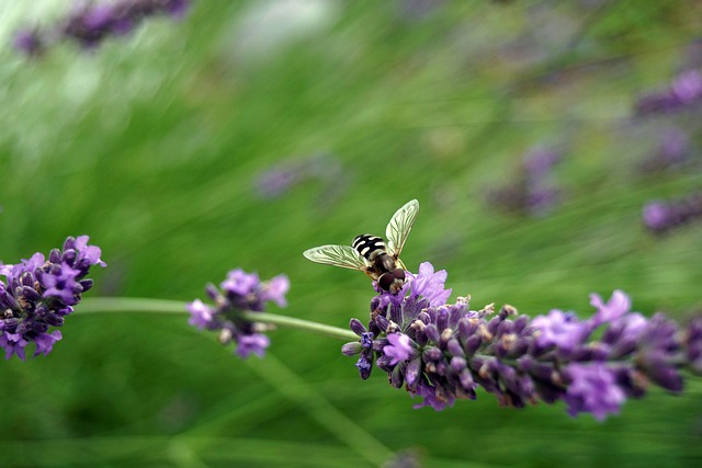 Lavender Terbang Bunga - Foto gratis di Pixabay