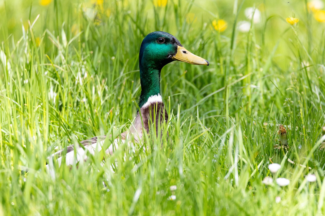 Mallard Grass Meadow - Free photo on Pixabay - Pixabay