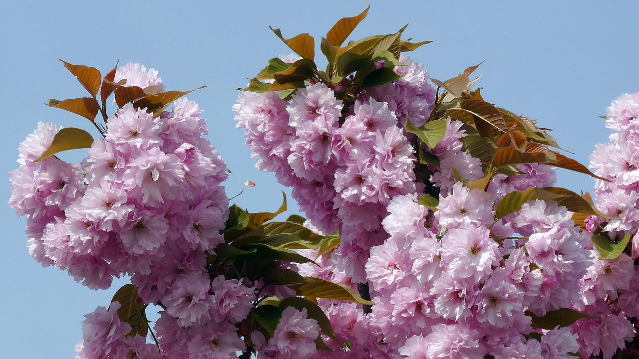 Fleurs Le Printemps Pétales Les - Photo gratuite sur Pixabay - Pixabay