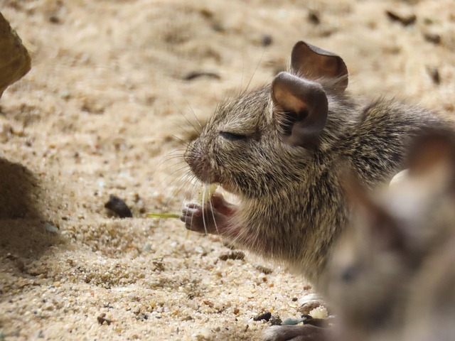 Animal Nature Cute Small - Free photo on Pixabay - Pixabay