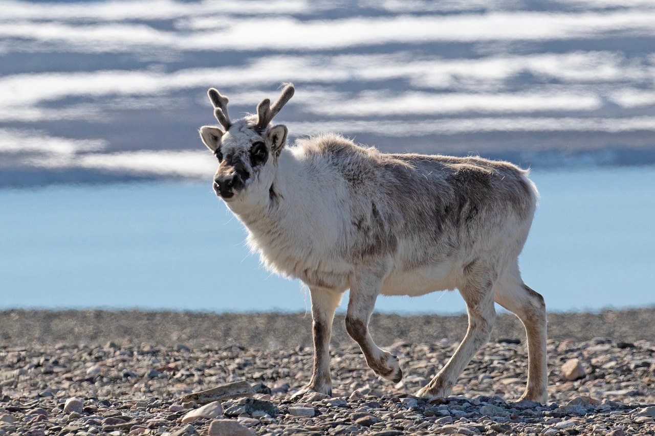 Reindeer Deer Antlers - Free photo on Pixabay - Pixabay