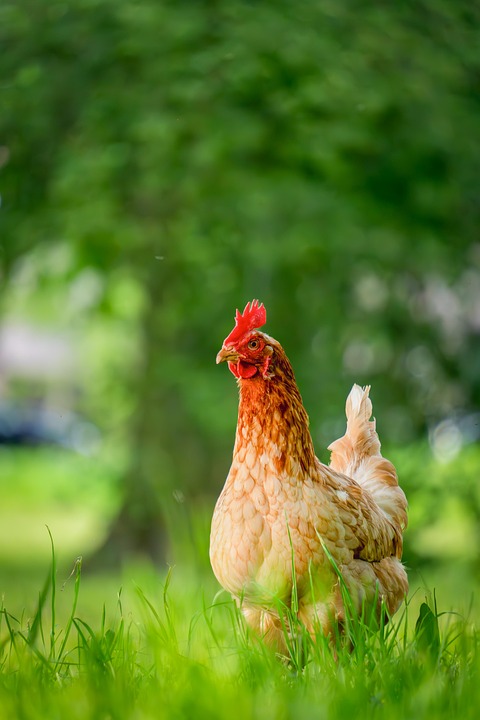 Chicken Bird Hen - Free photo on Pixabay